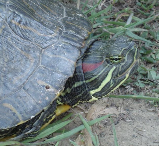 Turning up the heat: how turtle hatchlings respond to environmental ...