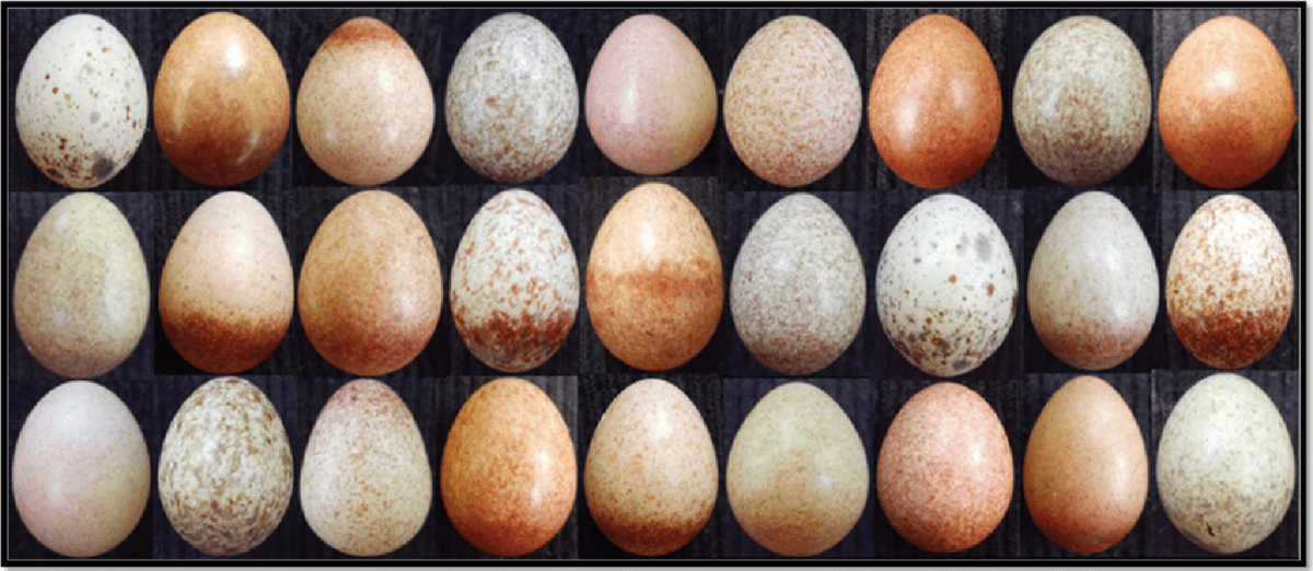 What can eggshell coloration tell us about female health and male ...