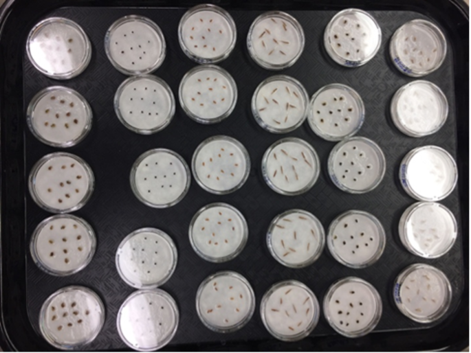Unleashing the Power of Genetics: Selecting the Best Seeds for ...
