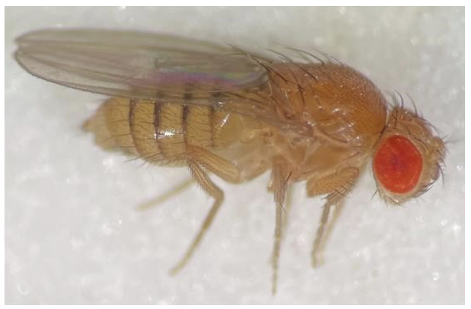 To Eat or Not to Eat: The Influence of Diet on Fly Genetics – PubNavigator